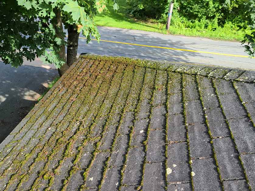 Roof Mold vs. Algae: How to Tell Them Apart